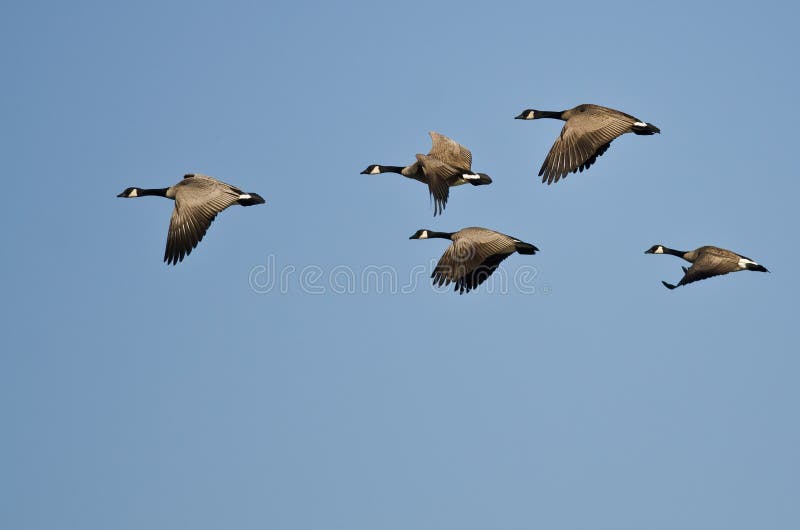 Small Flock of Canada Geese Flying in a Blue Sky Stock Photo - Image of ...
