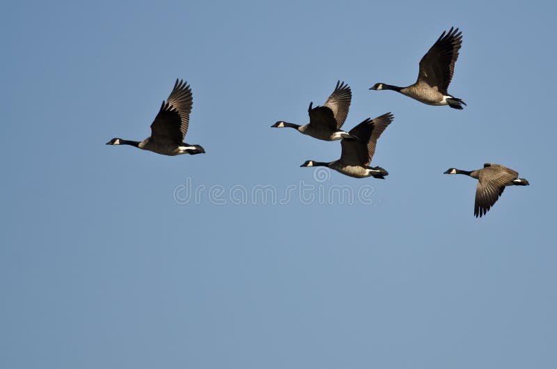 Small Flock of Canada Geese Flying in a Blue Sky Stock Image - Image of ...