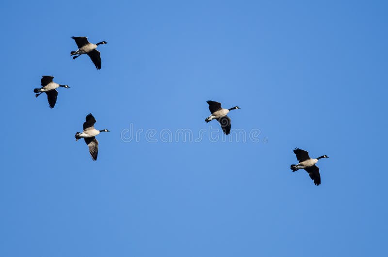 Small Flock of Canada Geese Flying in a Blue Sky Stock Photo - Image of ...