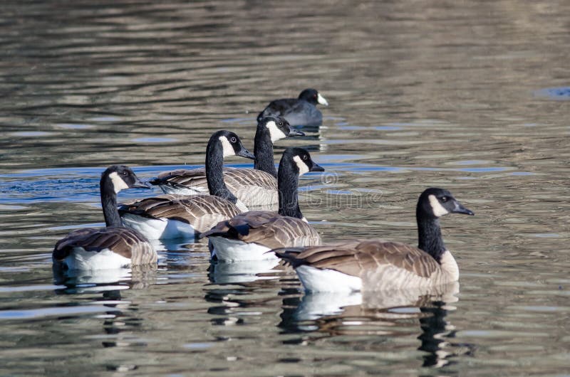 Small Flock of Canada Geese Swimming in an Autumn Pond Stock Photo ...