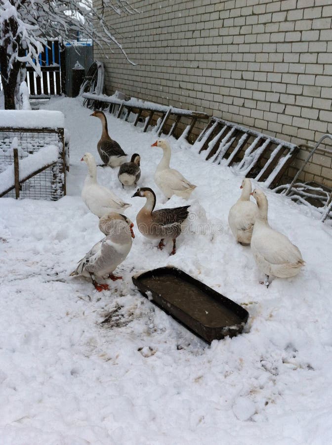 Small Flock of Domestic Geese on White Snow in the Countryside Stock ...