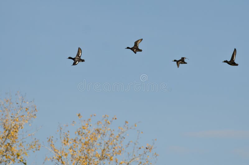 Small Flock of Ducks Flying Low Over the Tree Tops Stock Photo - Image ...