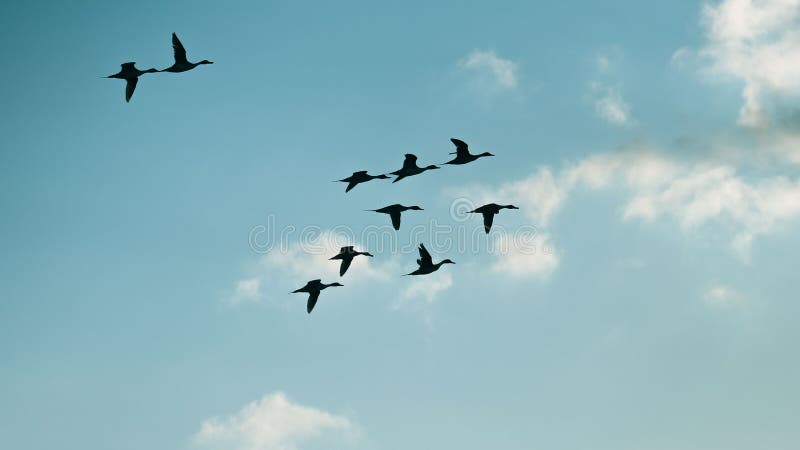 Small Flock of Ducks Migrating Under the Blue Sky Stock Image - Image ...