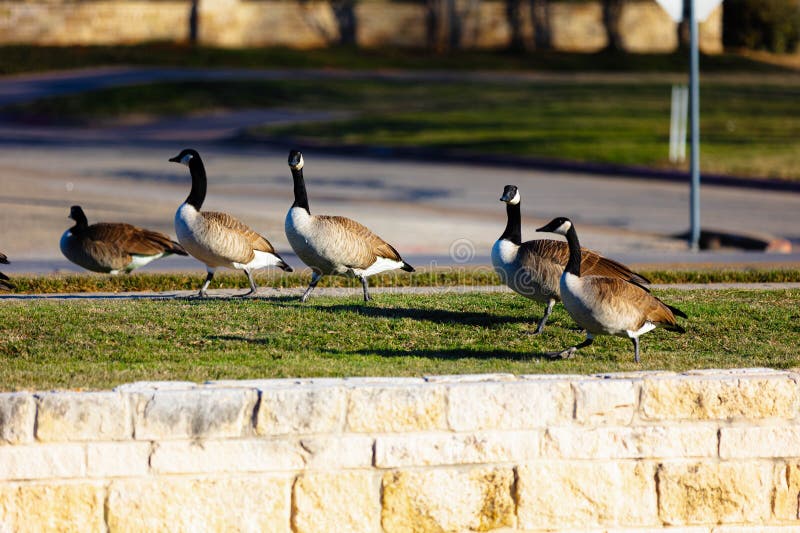 Small Flock of Geese in a Populated Area Stock Image - Image of ...