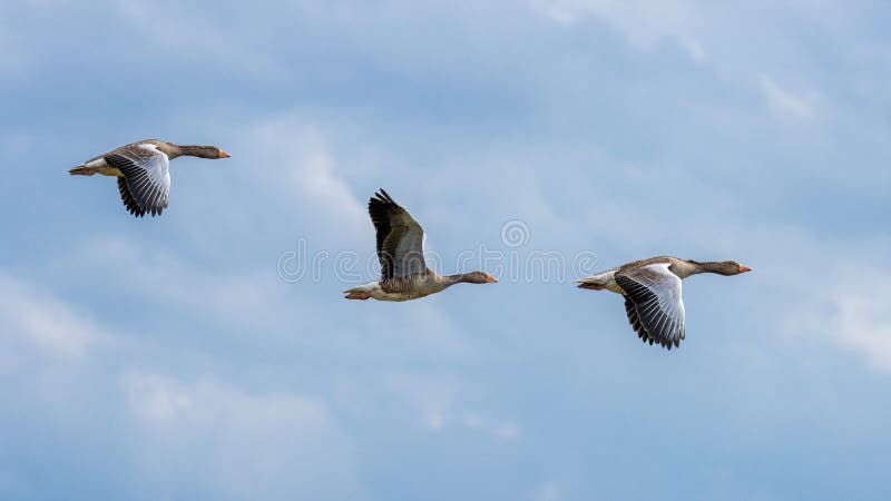 A Small Flock of Greylag Geese in Flight Stock Image - Image of outdoor ...