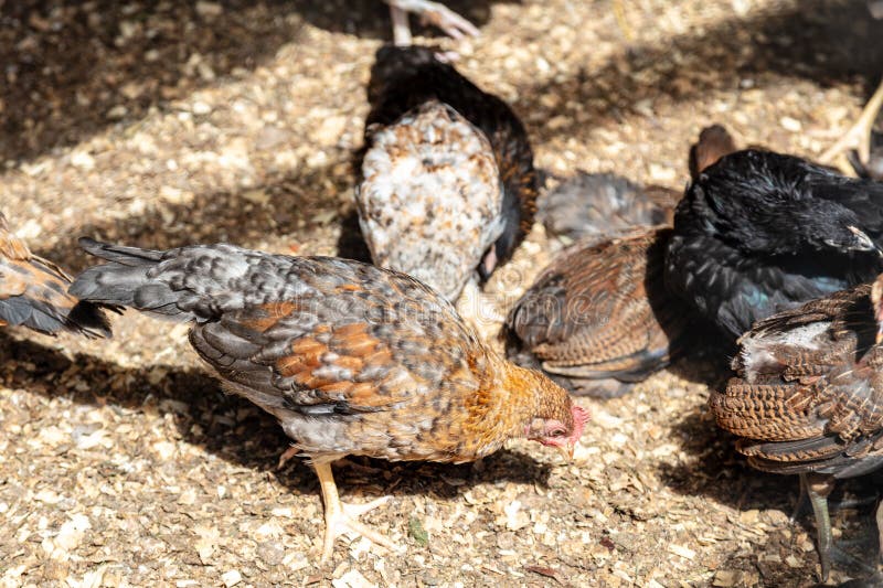 Small Flock of Hens Feeds in the Free Range Stock Image - Image of wild ...