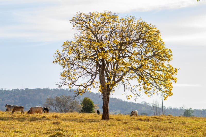 A Small Flock with an Ipe Tree. Stock Photo - Image of agro, green ...