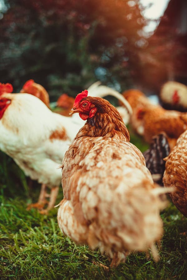 Free range living chickens stock photo. Image of organic - 104033798