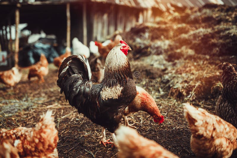 Free range living chickens stock photo. Image of farm - 104033904