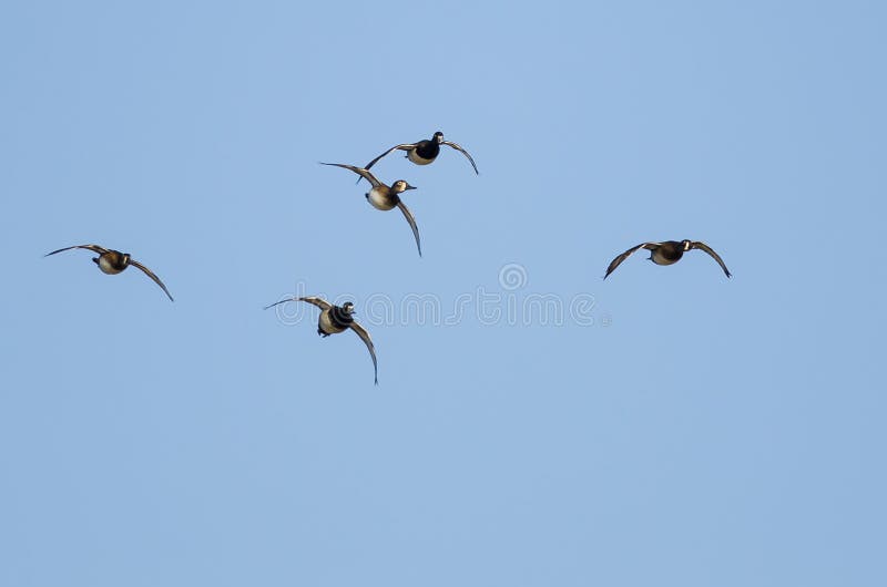 Flock of Ring-Necked Ducks Flying in a Blue Sky Stock Photo - Image of ...
