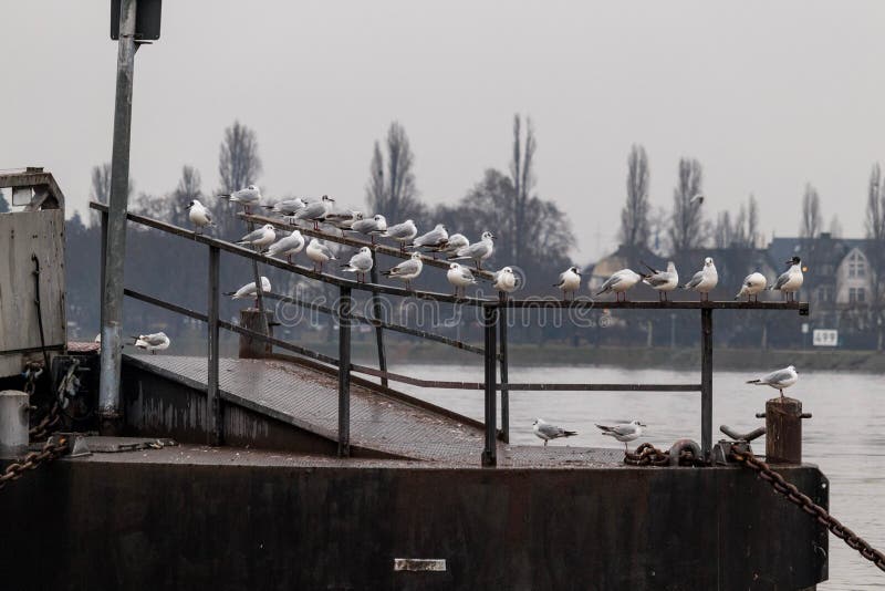 Small Flock of Seagulls Perching on Pier Against the Backdrop of the ...