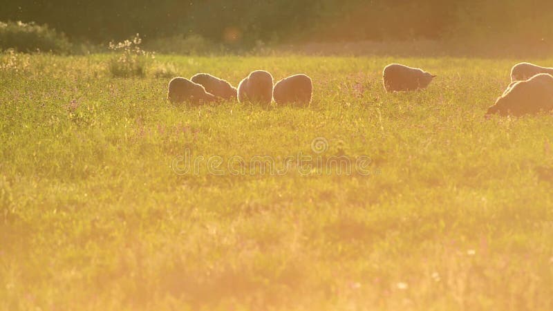 Small Flock of Sheep in a Pasture in Sunset Light Stock Footage - Video ...