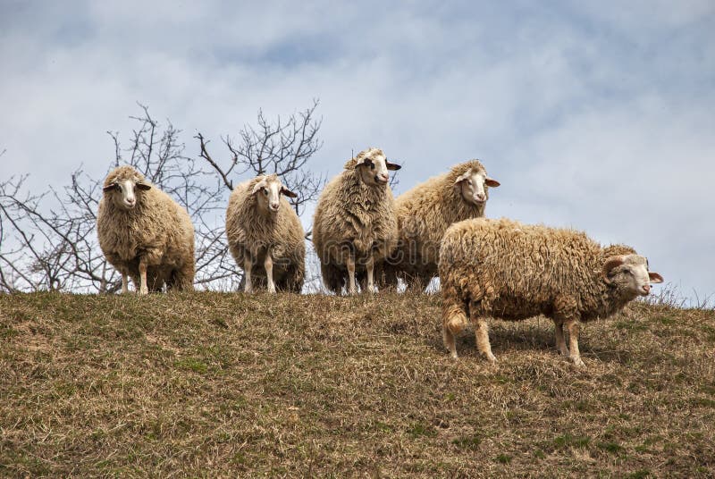 Small Flock of Sheep Closeup Stock Photo - Image of farming, herd ...