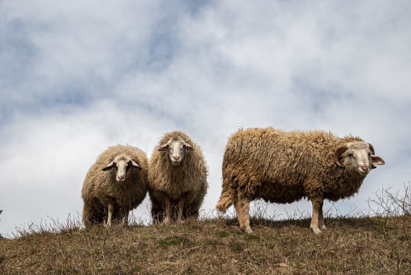 Small Flock of Sheep Closeup Stock Image - Image of background, meadow ...