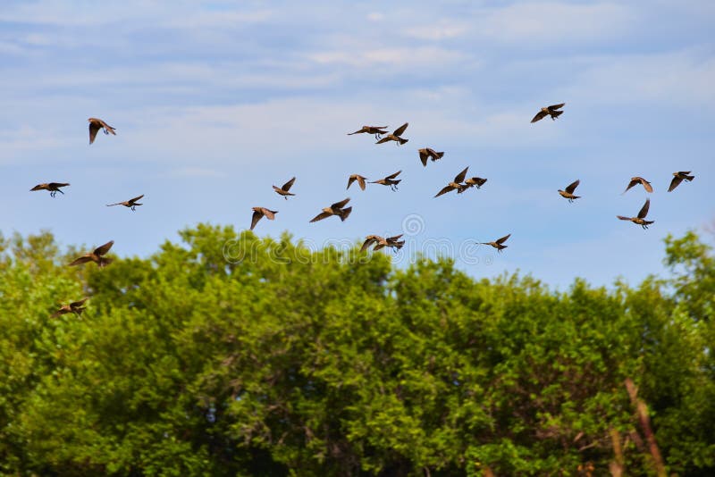 Small Flock of Tiny Birds Flying by Forest Stock Photo - Image of ...