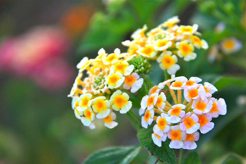 Small flower stock photo. Image of floret, flower, yellow - 11773672