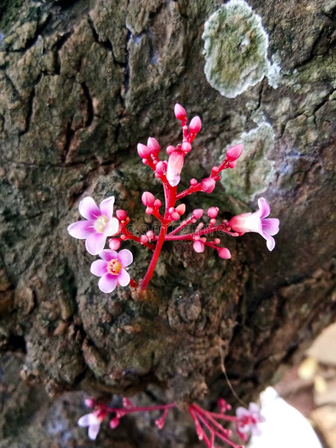 A Small Flower Bloom from the Tree Bark Stock Image - Image of ...