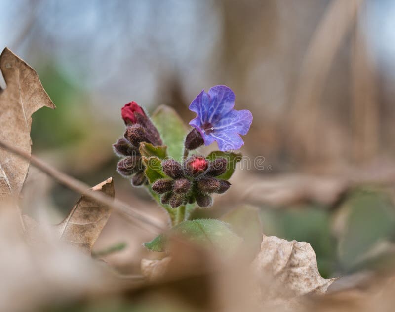 Red Small Flower in Garden Best View from Outside Stock Photo - Image ...