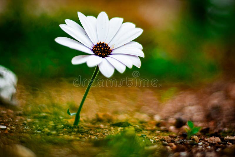 A Small Flower is Born from the Soil Stock Image - Image of buckround ...