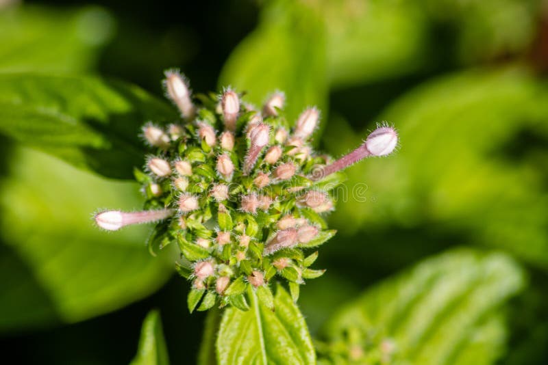 Small flower buds stock image. Image of botanical, botany - 201023507