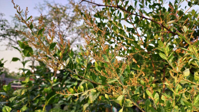 Small Flower Buds of a Plant Stock Photo - Image of nature, tree: 187194738