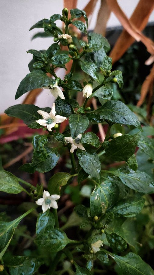 A flower of chilli stock image. Image of small, chilli - 210682051