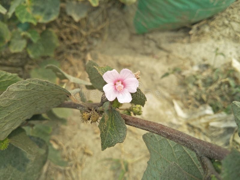 Small Flower Ever Green Leaf Stock Image - Image of shrub, branch ...