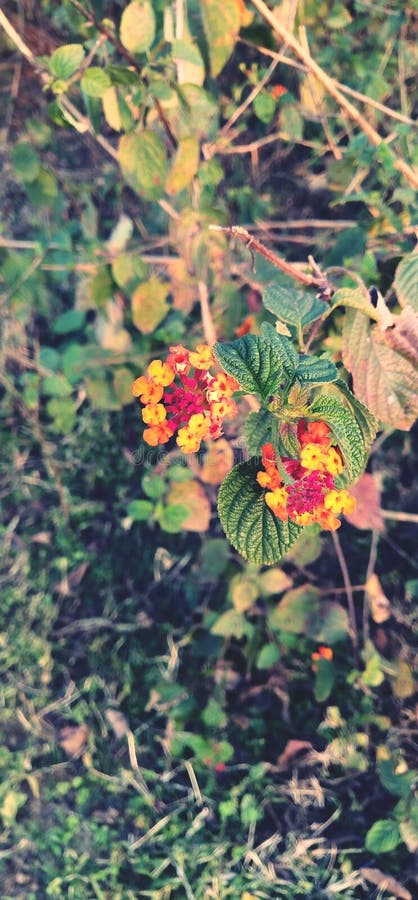 Small flower in field stock image. Image of flower, beautiful - 166771207