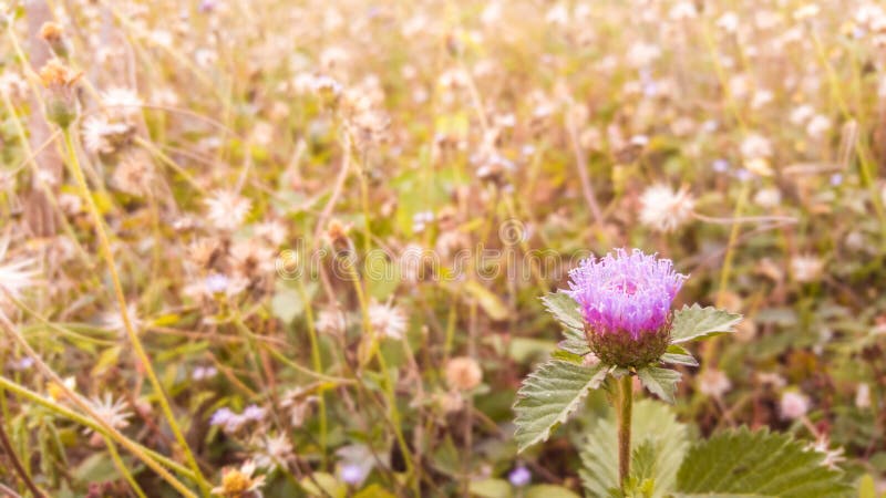 Small flower in the field stock image. Image of color - 69133115