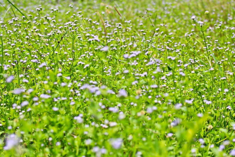 Small flower stock photo. Image of lush, climate, idyllic - 38867974