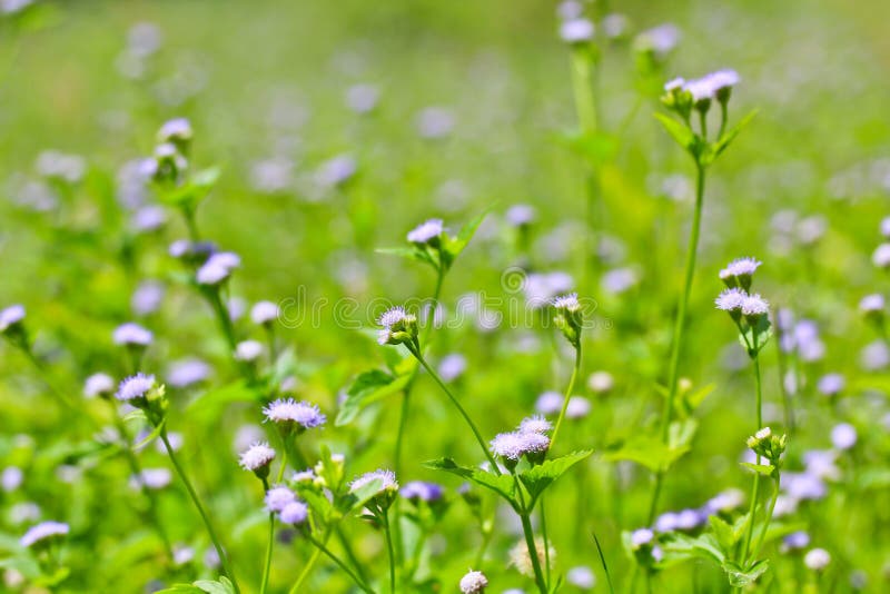 Small flower stock image. Image of land, blue, backgrounds - 38868003
