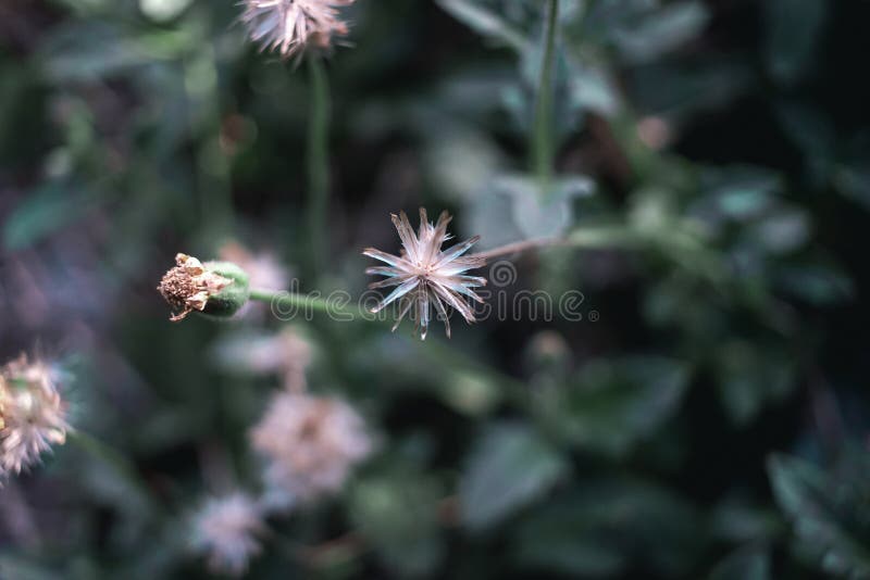 Small Flower of Grass and Green Nature Background Stock Image - Image ...