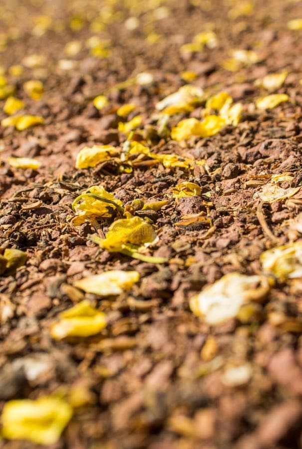 The small flower on ground stock photo. Image of leaves - 61570284