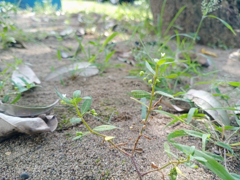 A Small Flower Group that Grows in the Sand Mixed with Soil in the Yard ...