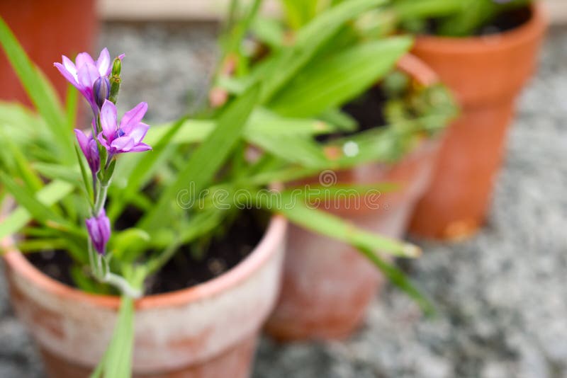 Small Flower Growing with Pot Plant Outside in a Small Garden Stock ...