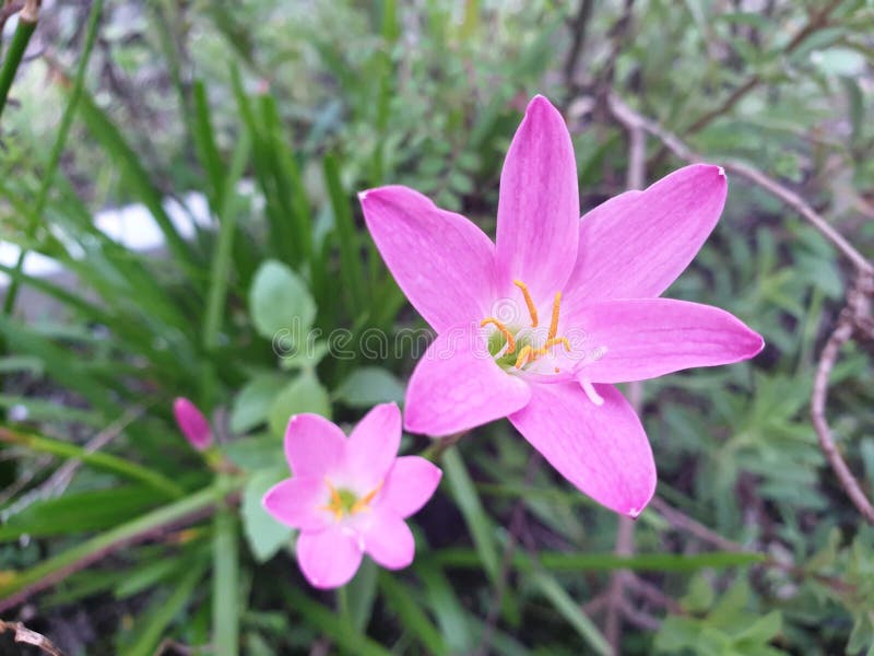 A Small Flower that Grows by Itself Stock Image - Image of small, pink ...
