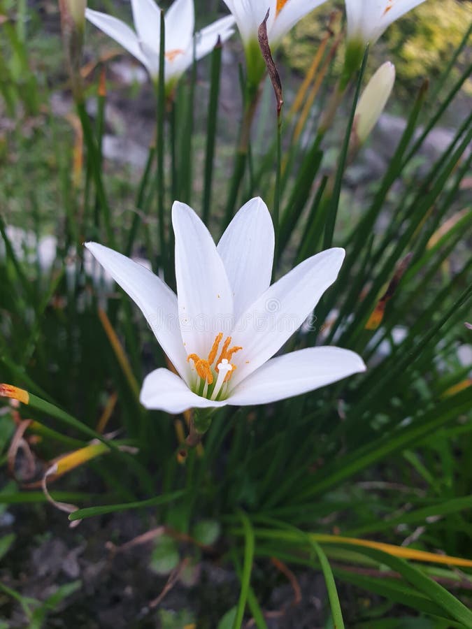 A Small Flower that Grows by Itself Stock Image - Image of plant ...