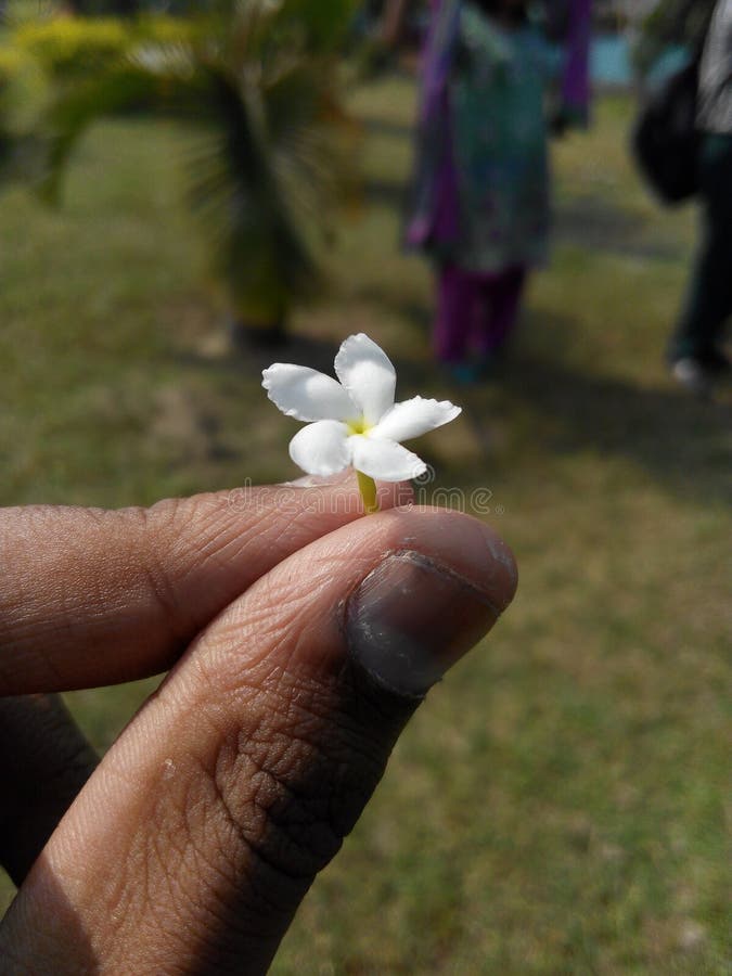 Small Flower Hand Nature Dslr Stock Image - Image of hand, flowervpic ...