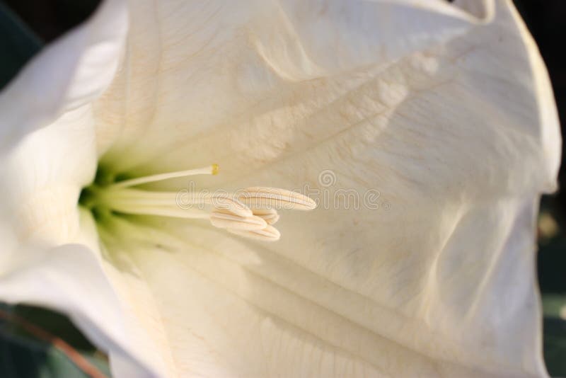 A small flower stock photo. Image of stamen, nature, white - 54690268