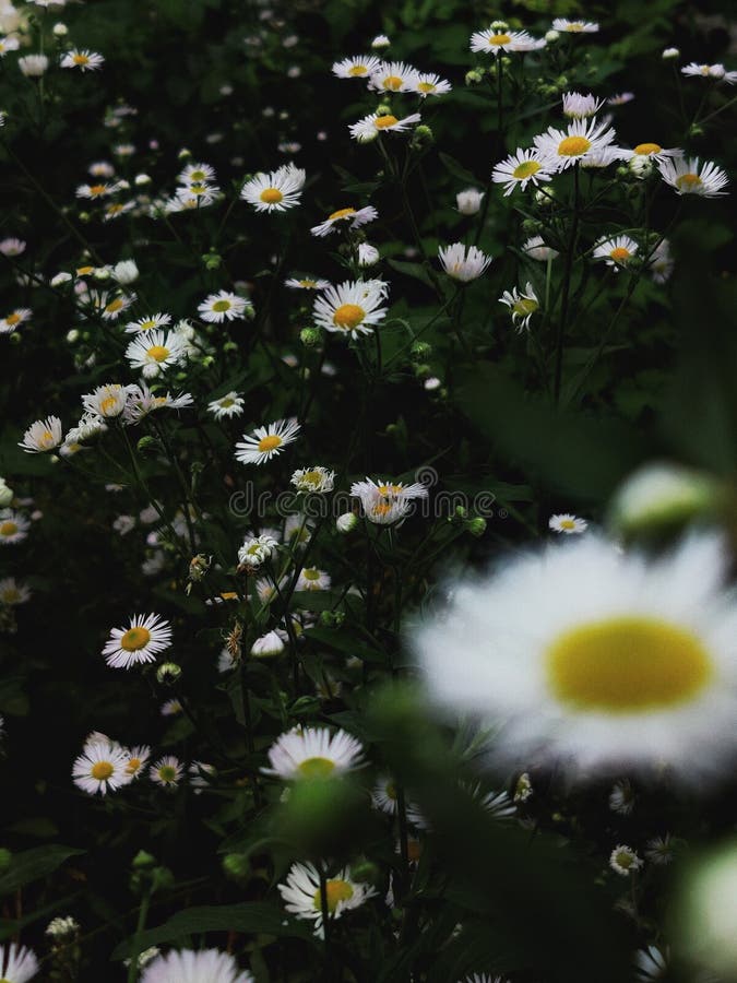 Many Small Flowers Stenactis Annua in Macro. Stock Image - Image of ...