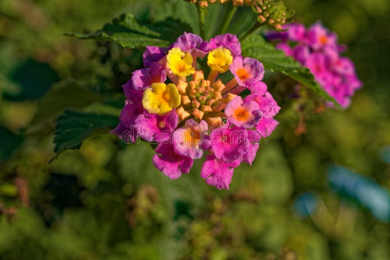 Small Flower Made from Multiple Smaller Flowers Stock Image - Image of ...