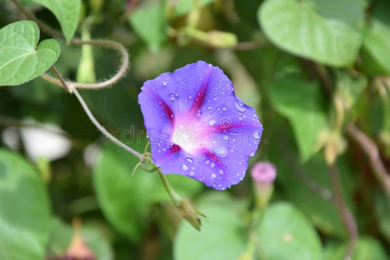 Small flower stock photo. Image of small, colorful, beautiful - 77976102