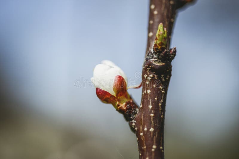 Opening tree blossom stock photo. Image of macro, nature - 115825842
