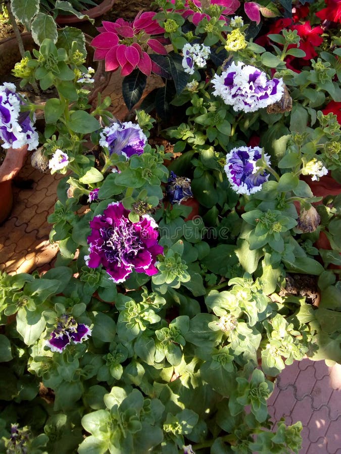 Small flower stock photo. Image of flowerplant, flower - 139352460