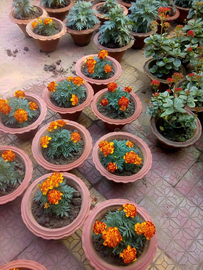 Small flower plant stock photo. Image of indianflower - 136941114