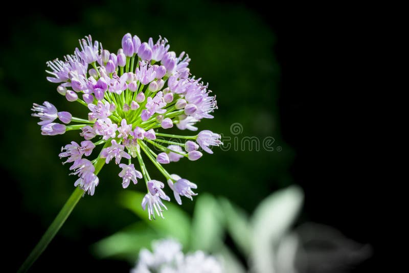 Small Flower with Purple Florets Stock Photo - Image of background ...