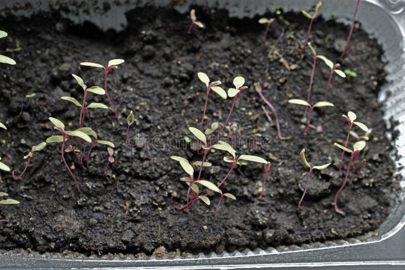 Small Flower Seedlings and Shoots in the Ground Stock Image - Image of ...