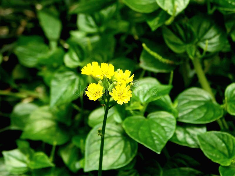 Red Small Flower in Garden Best View from Outside Stock Photo - Image ...