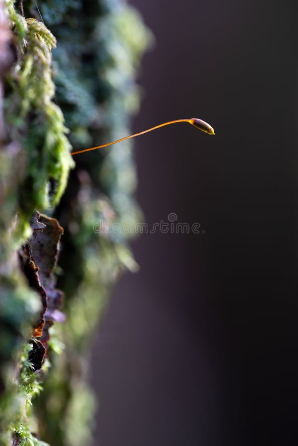 Small Flower Shoot Growing from a Tree Stock Photo - Image of beauty ...