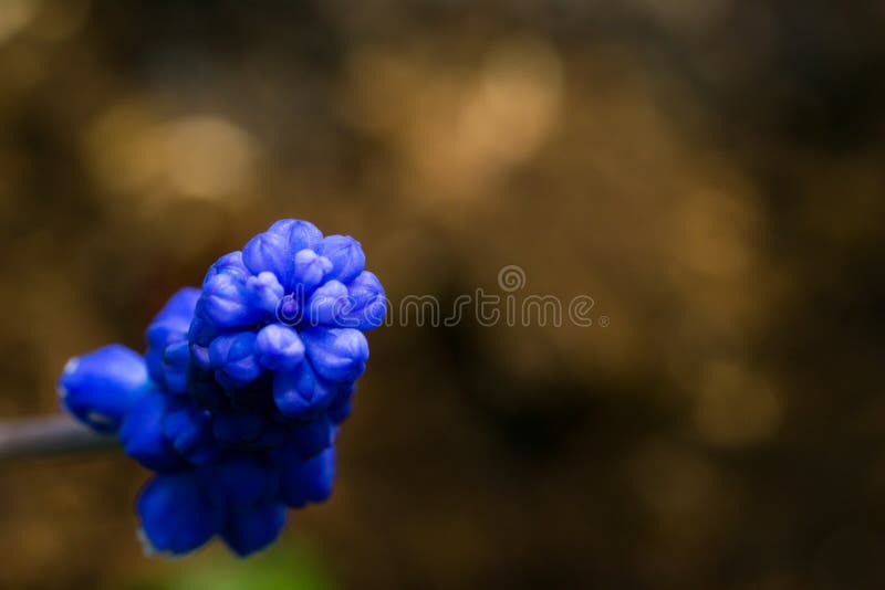 Small flower stock image. Image of flower, fragility - 53572745